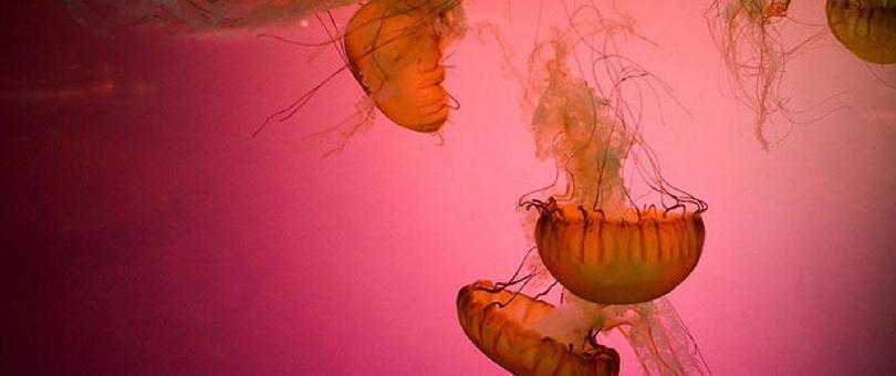 Бесплатные фотостоки ᐈ Подборка 21 лучших фотобанков с фото высокого ...